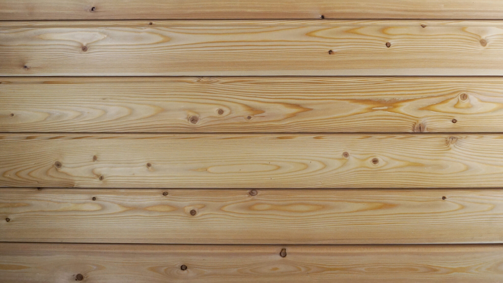 Nordamerikanische Lärche | Mocopinus